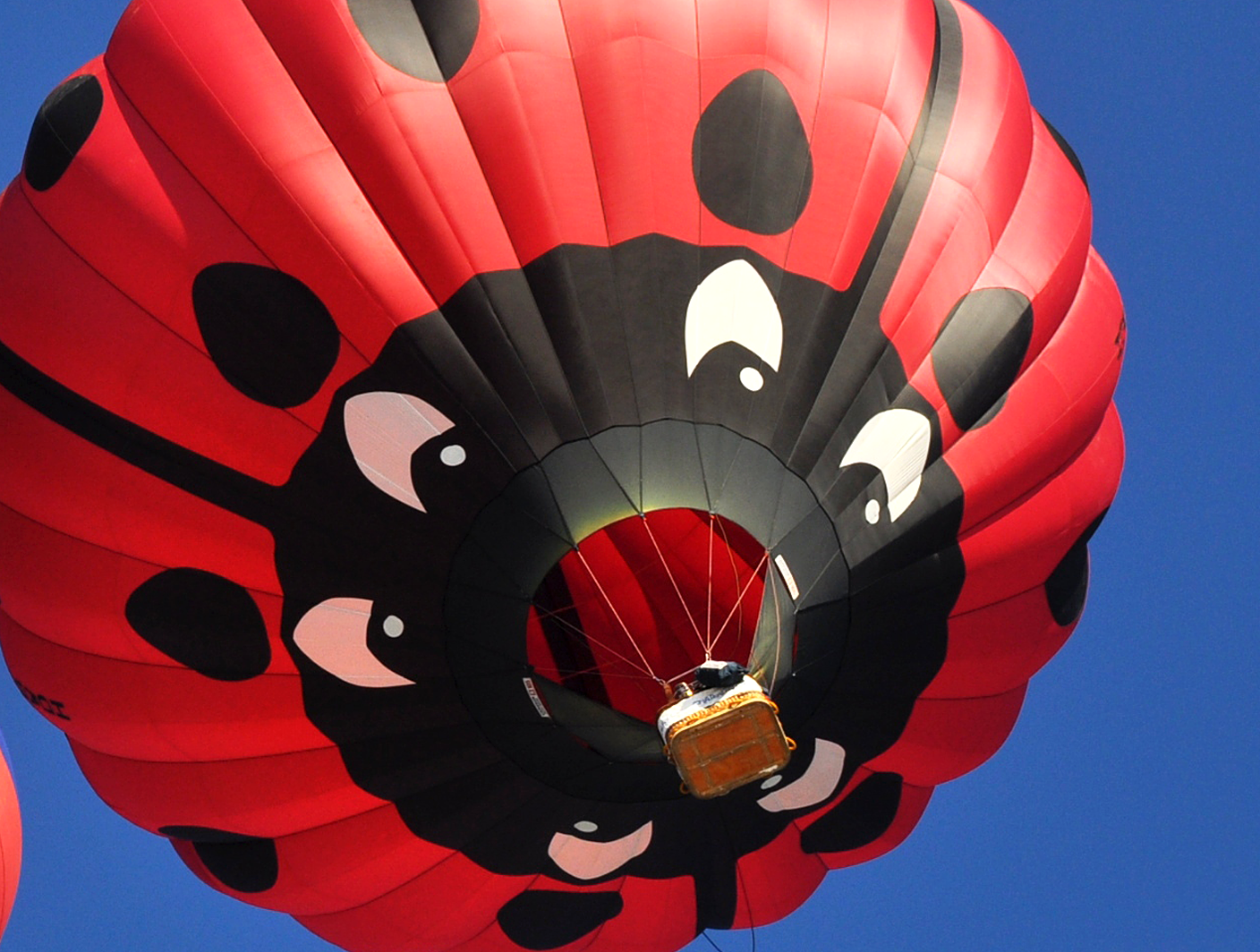 N-Type | Cameron Balloons